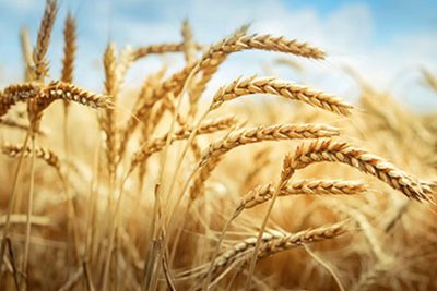 Wheat Protein - Wheat Protein Association